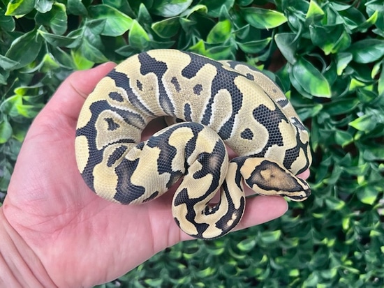 DG 100% Double Het Cryptic Clown Ball Python by Fireball Reptiles
