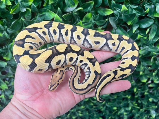 DG 100% Triple Het Cryptic Clown Genetic Stripe Ball Python by Fireball ...