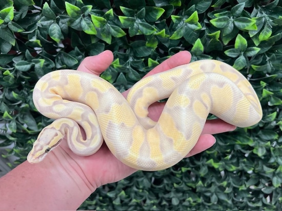 Pastel Butter Enchi Specter DG Ball Python by Fireball Reptiles