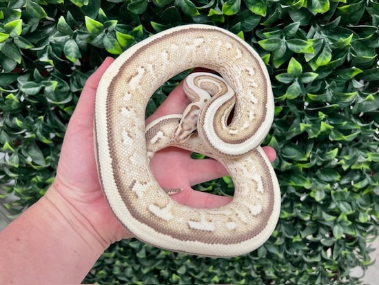 Superstripe DG 100% Het Cryptic Ball Python by Fireball Reptiles