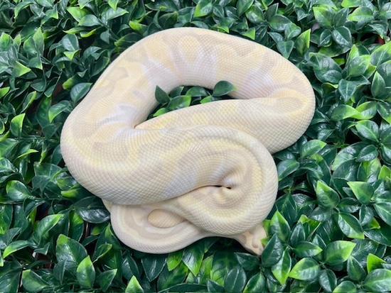 Super Pastel Butter Enchi DG Ball Python by Fireball Reptiles