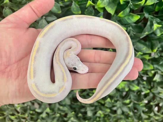 Pastel Ivory DG Ball Python by Fireball Reptiles