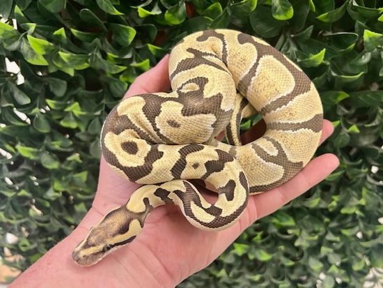 Enchi DG 100% DH Hypo Clown Ball Python by Fireball Reptiles