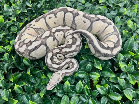 Super Pastel DG 100% DH Cryptic G-Stripe Ball Python by Fireball Reptiles