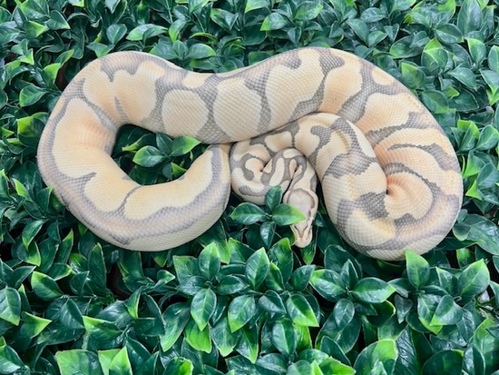 Hypo Pastel Enchi DG Ball Python by Fireball Reptiles
