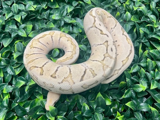 Chocolate Lemonblast DG 100% Het Hypo Ball Python by Fireball Reptiles