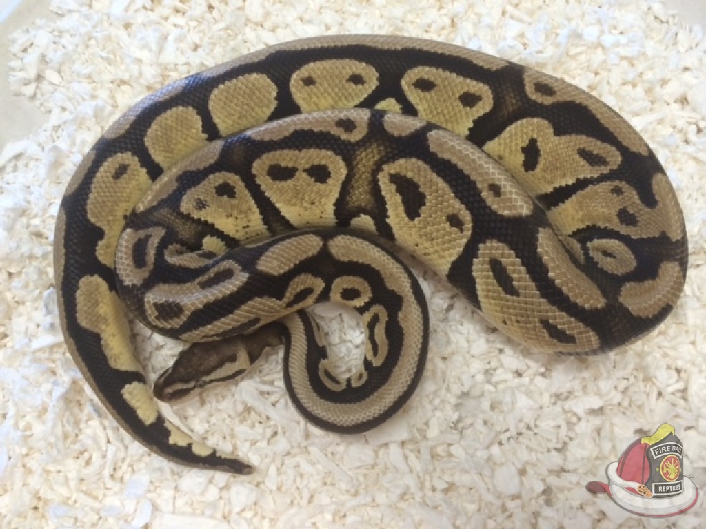 Pastel Spector Ball Python by Fireball Reptiles - MorphMarket
