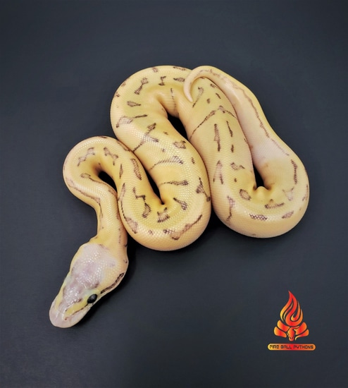 Enchi Yb Dragonfly Ball Python by Fire Ball Pythons