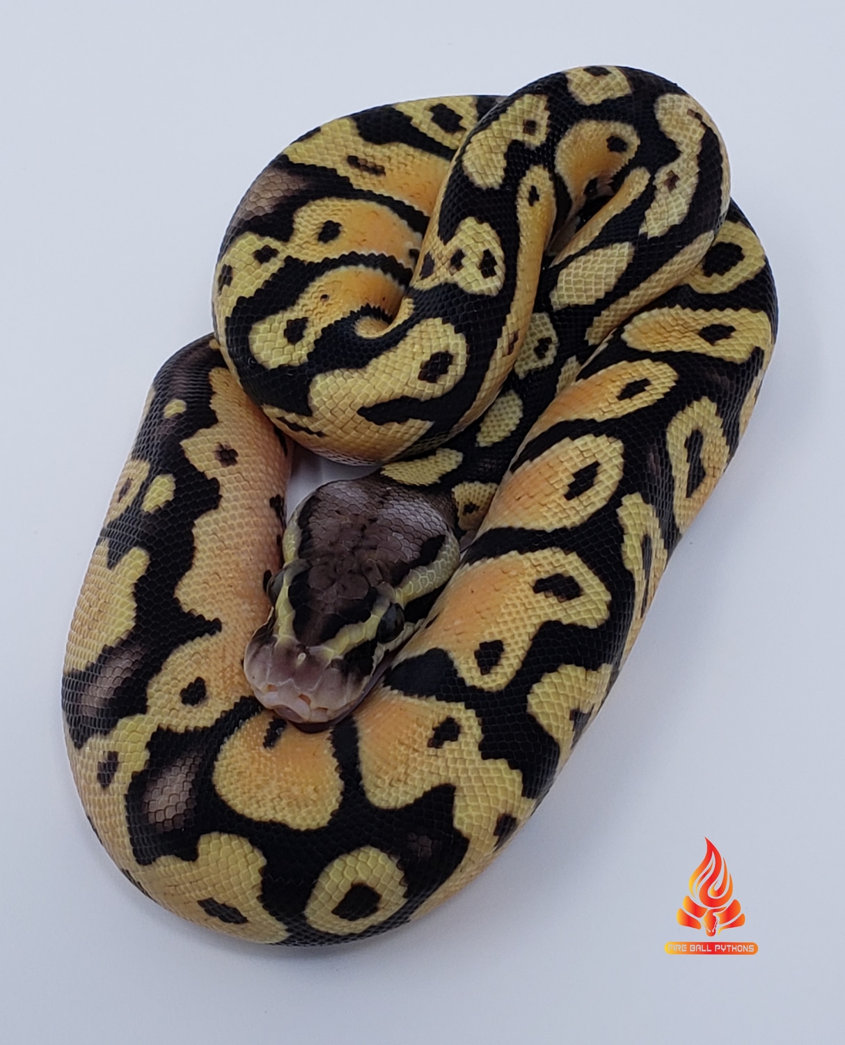 Orange Dream (Possible Super OD) Pastel Ball Python by Fire Ball ...