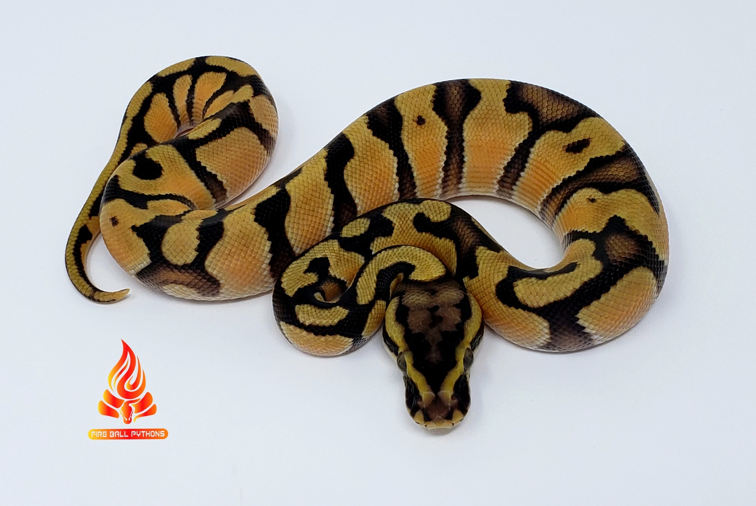 Super Orange Dream Enchi Pastel Ball Python by Fire Ball Pythons ...