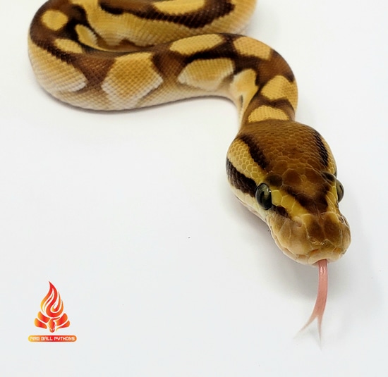 OD Enchi Lesser Ball Python by Fire Ball Pythons