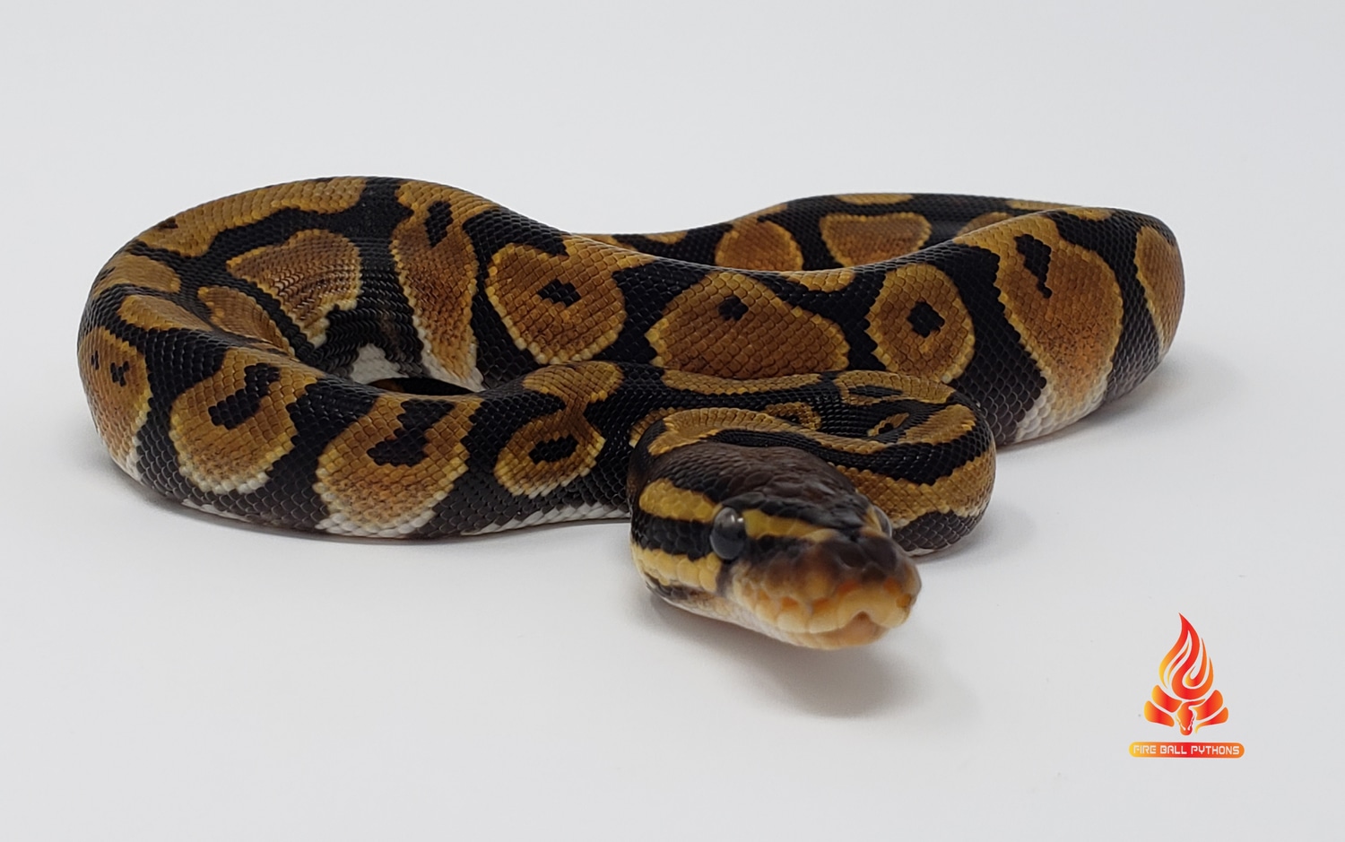 Orange Dream Ball Python by Fire Ball Pythons - MorphMarket