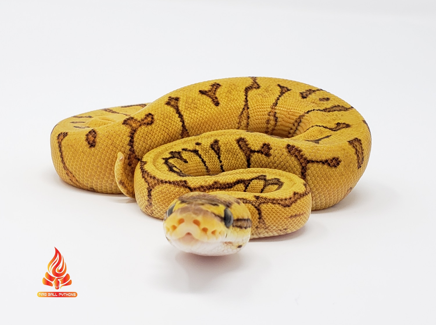 Enchi (Possible Super Enchi) Orange Dream Yellow Belly Pastel Pinstripe ...