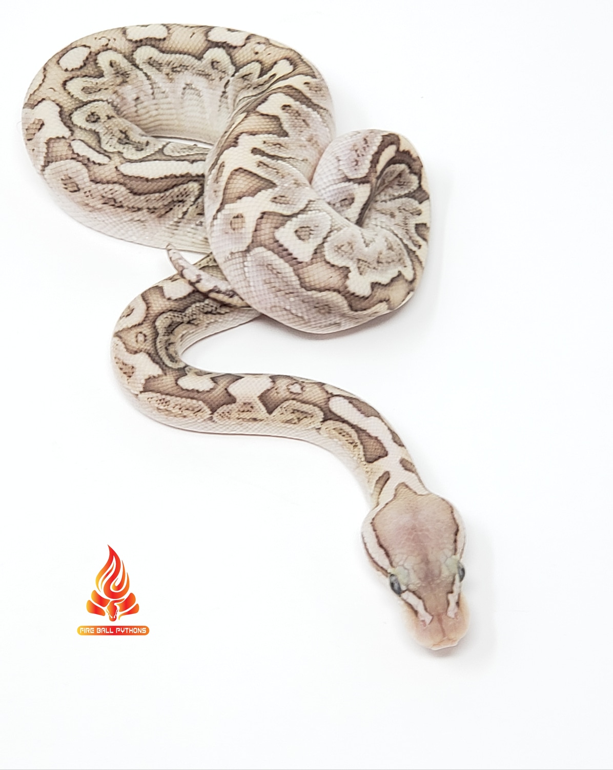 Bamboo Pastel Ball Python by Fire Ball Pythons - MorphMarket