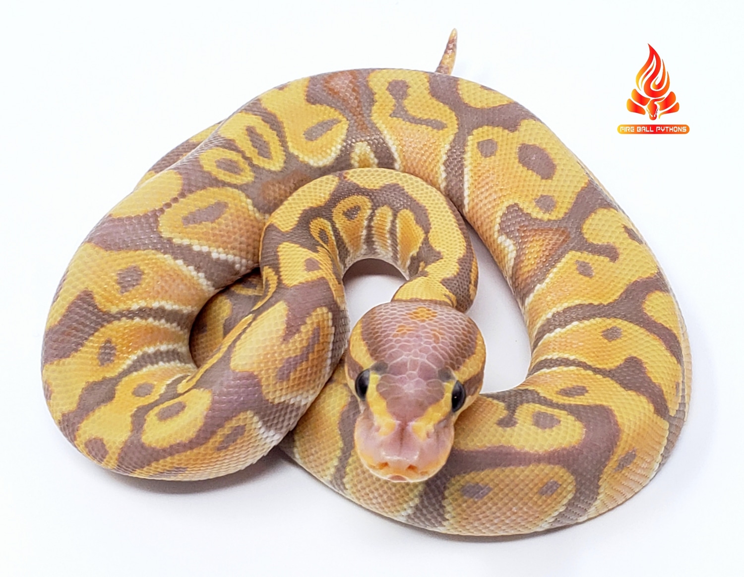 Coral Glow OD YB 100% Het Clown (Poss Blade) Ball Python by Fire Ball ...