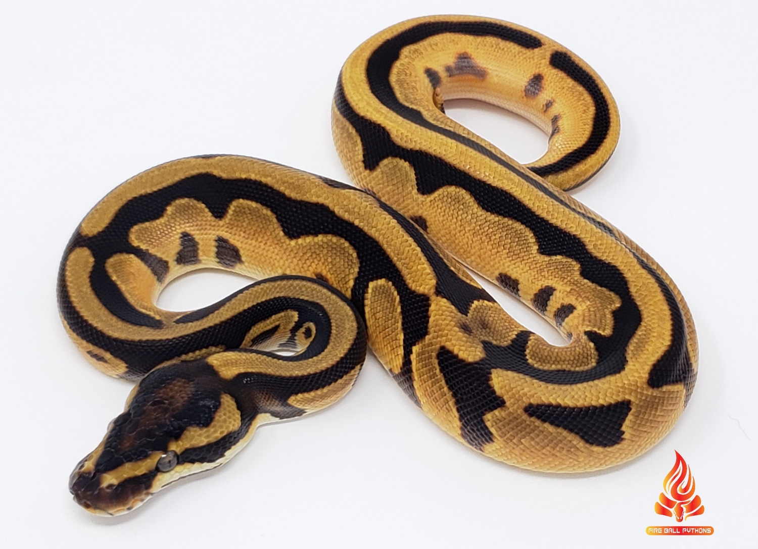 OD Enchi Leopard Het Pied Poss Het Clown Ball Python by Fire Ball ...