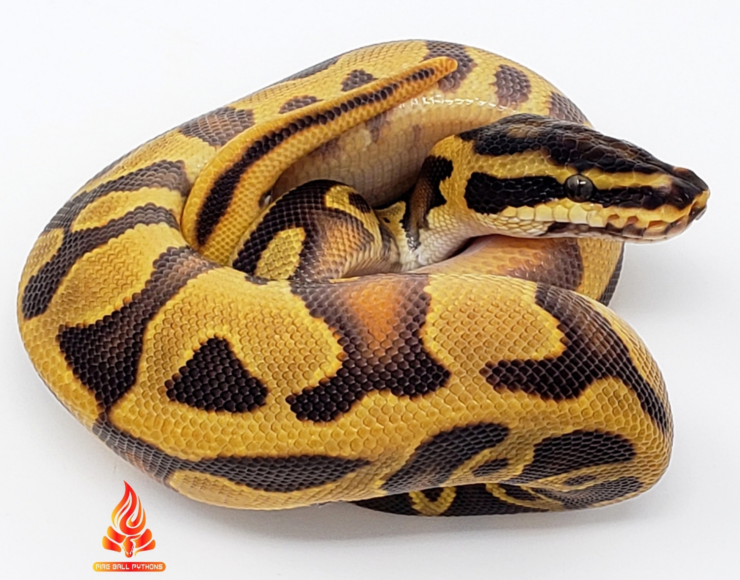 OD Leopard Enchi YB Het Pied (Poss Het Clown) Ball Python by Fire Ball ...