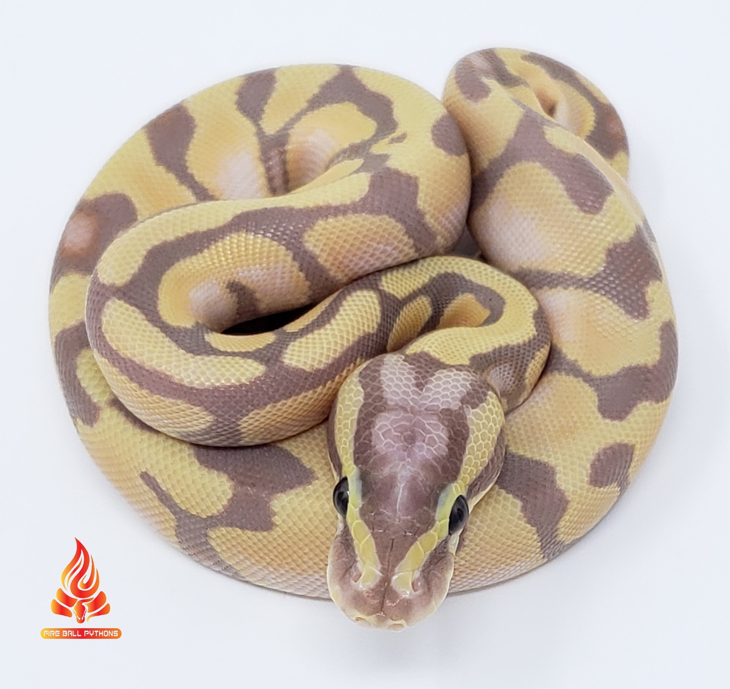 CG Enchi Blonde Pastel Ball Python by Fire Ball Pythons - MorphMarket