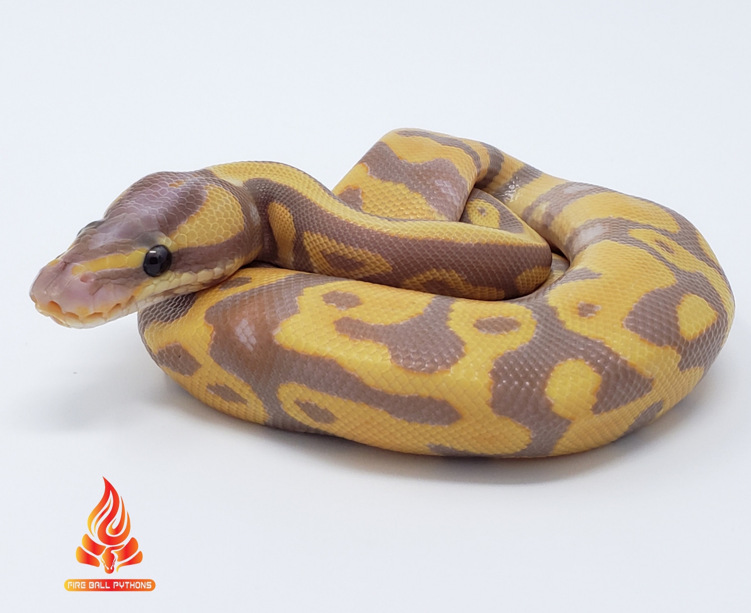 CG Enchi Leopard Ball Python by Fire Ball Pythons - MorphMarket