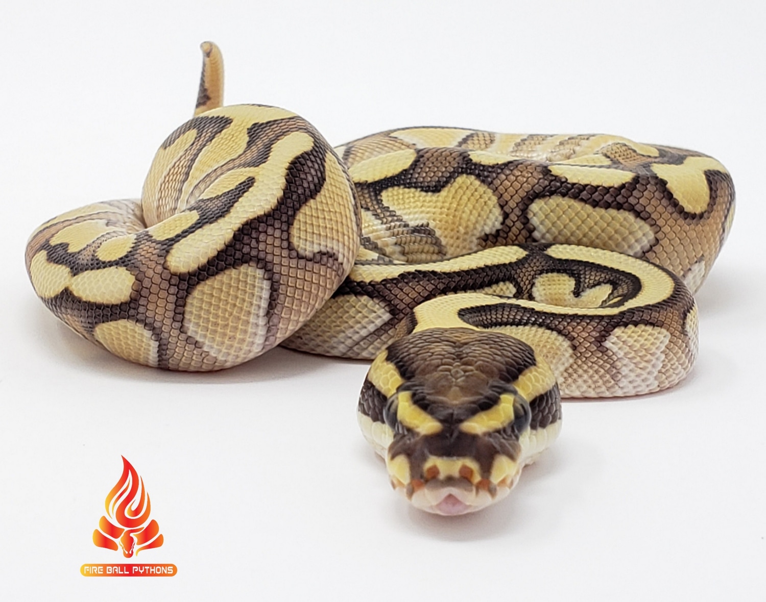 Butter Enchi YB 100% Het Clown (Poss Super Enchi) Ball Python by Fire ...