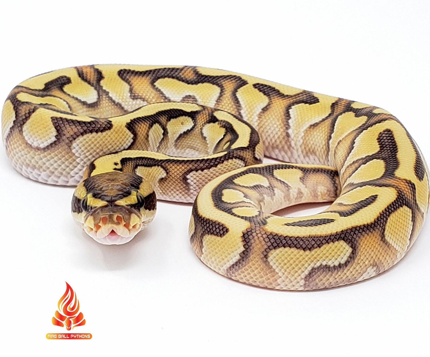 Super Enchi Butter OD YB 100% Het Clown Ball Python by Fire Ball ...