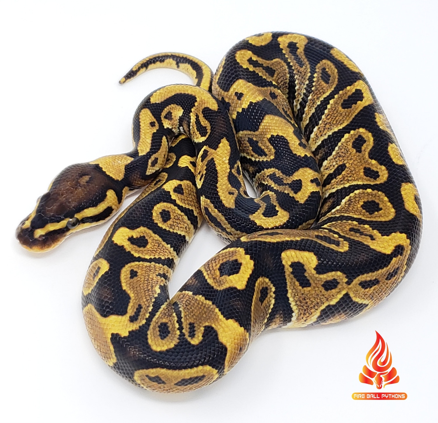 Asphalt 100% Het Clown Ball Python by Fire Ball Pythons - MorphMarket