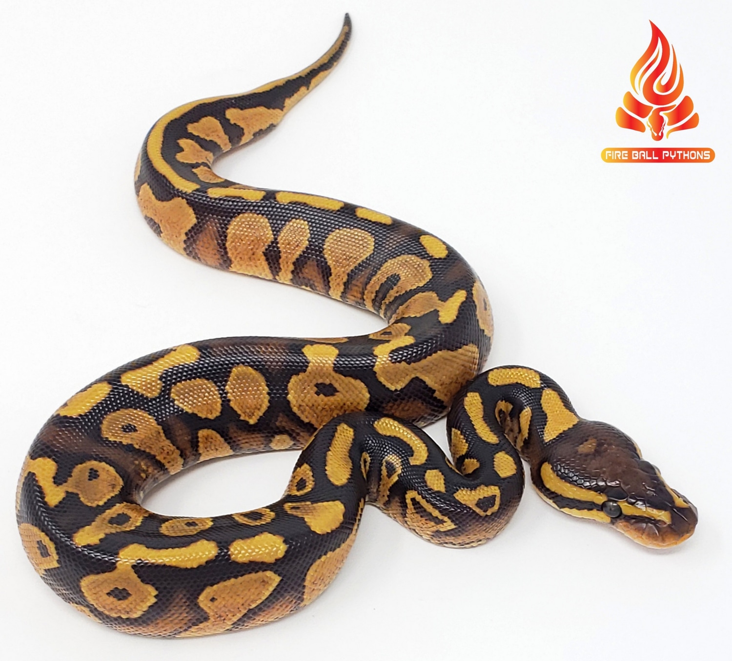 YB Fire Double Het Lavander Pied! Ball Python by Fire Ball Pythons ...