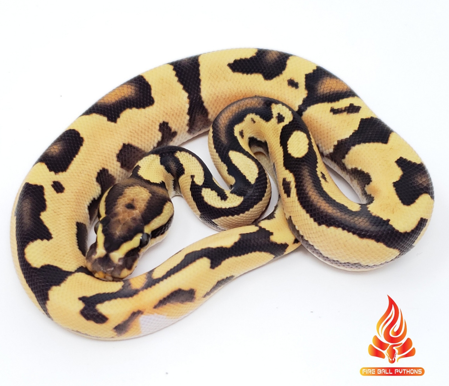 Orange Dream Pastel Enchi Asphalt Ball Python by Fire Ball Pythons ...