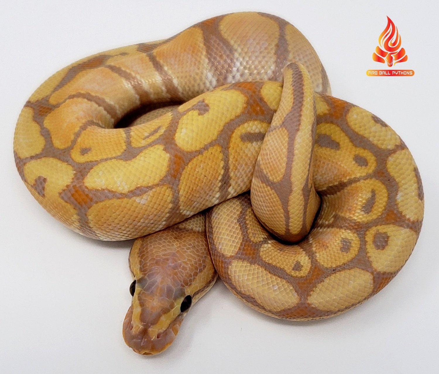 🔥1/2 Off Promo! CG Redstripe Pastel Blade Het Clown Ball Python by Fire ...