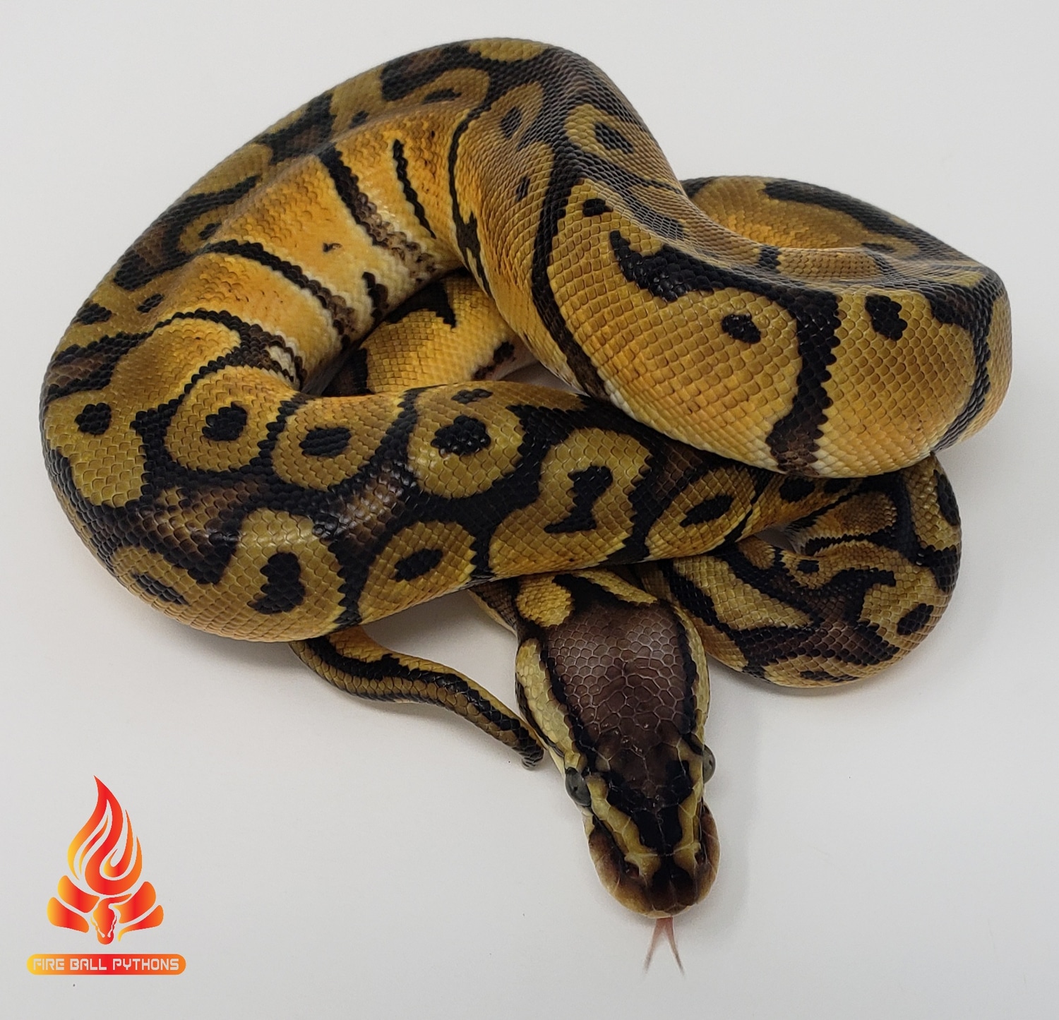 Redstripe Pastel Het Clown Ball Python by Fire Ball Pythons - MorphMarket