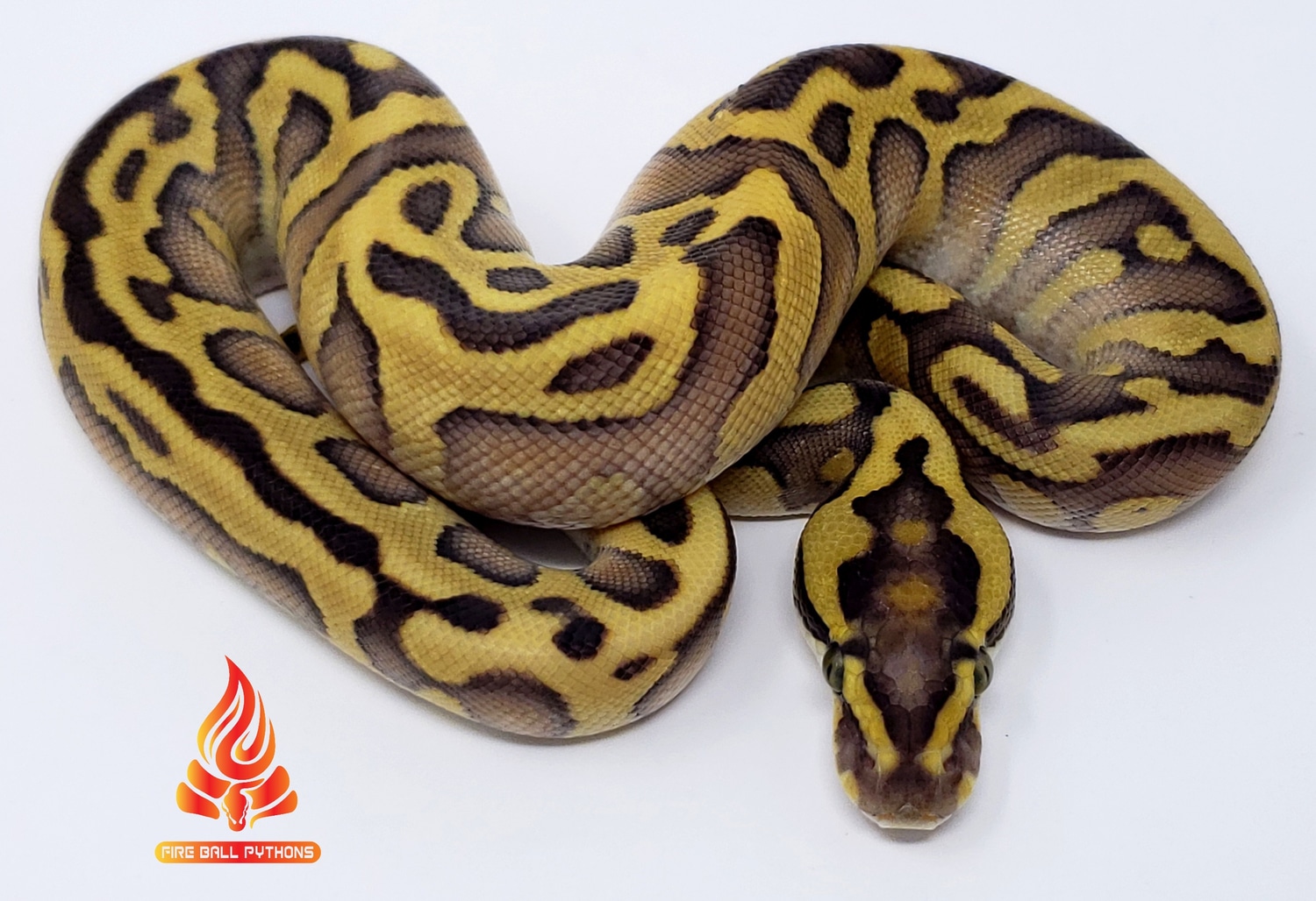 OD Enchi Leopard Lesser 100% Het Clown Ball Python by Fire Ball Pythons ...