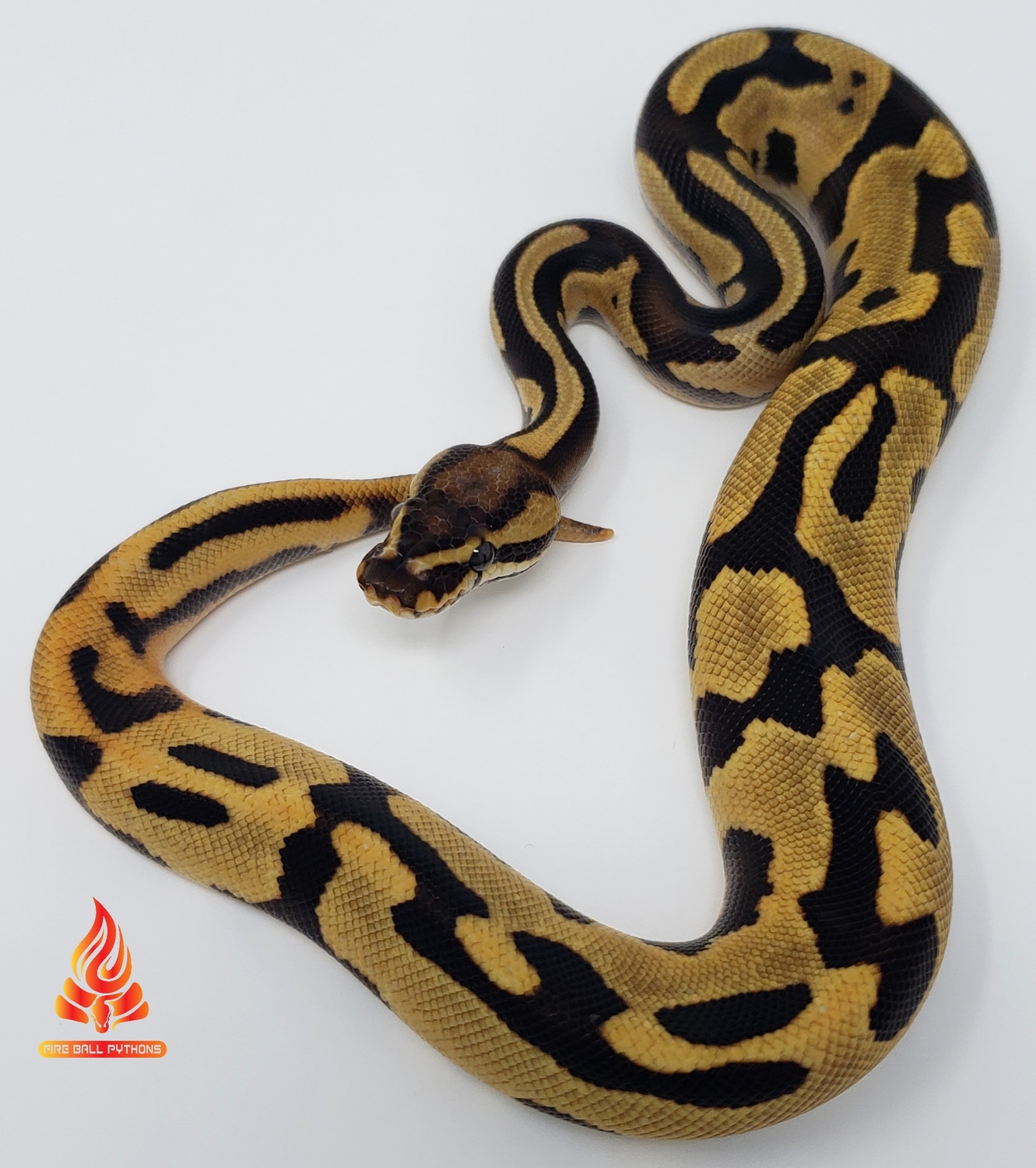 OD Enchi Leopard Fire Ball Python by Fire Ball Pythons - MorphMarket