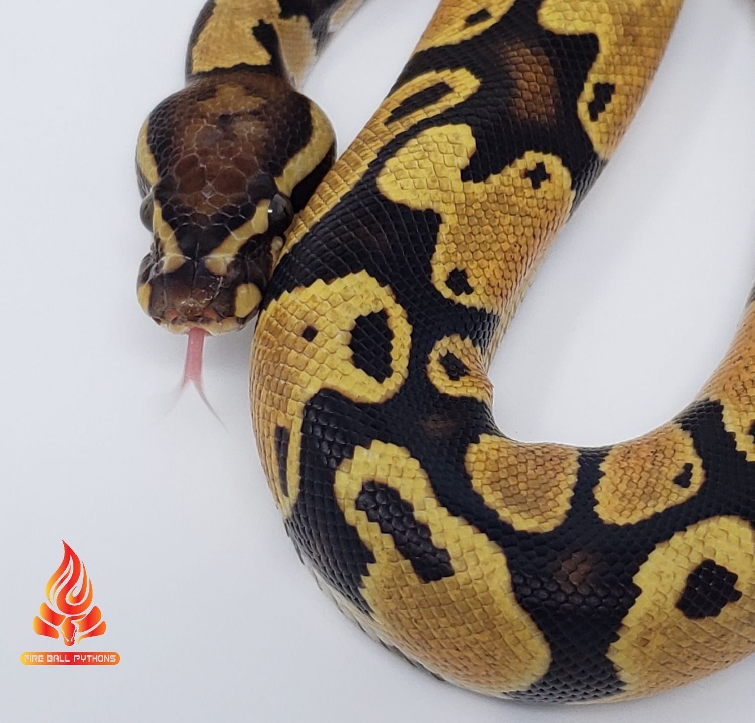 OD Fire Ball Python by Fire Ball Pythons - MorphMarket
