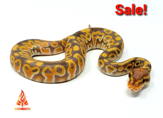 *Worlds First! "Mantic Glow" Ball Python by Fire Ball Pythons