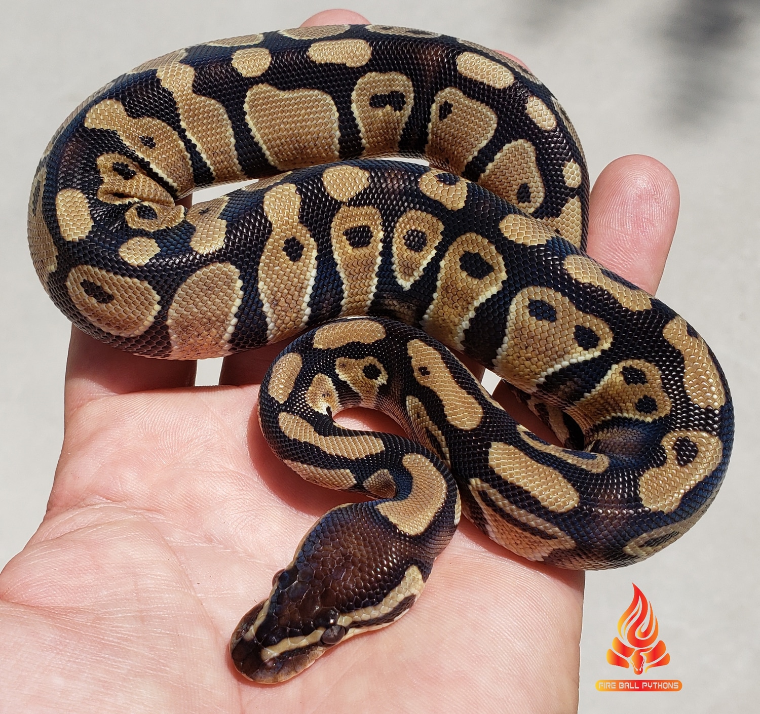 Dbl Het Dreamsicle Ball Python by Fire Ball Pythons - MorphMarket