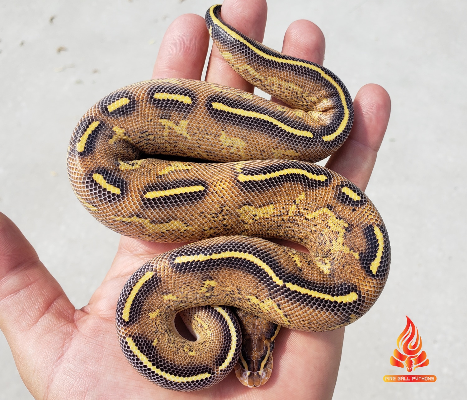 Freeway (Asphalt Goblin) Ball Python by Fire Ball Pythons - MorphMarket