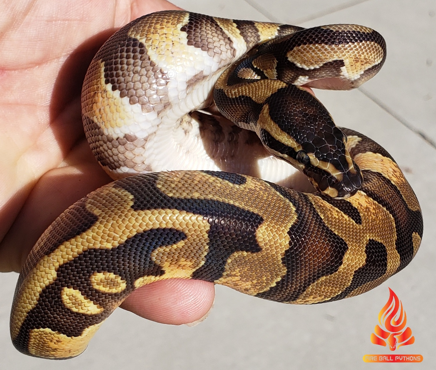 Enchi Dbl Het Dreamsicle 50% Het Ghost Ball Python by Fire Ball Pythons ...