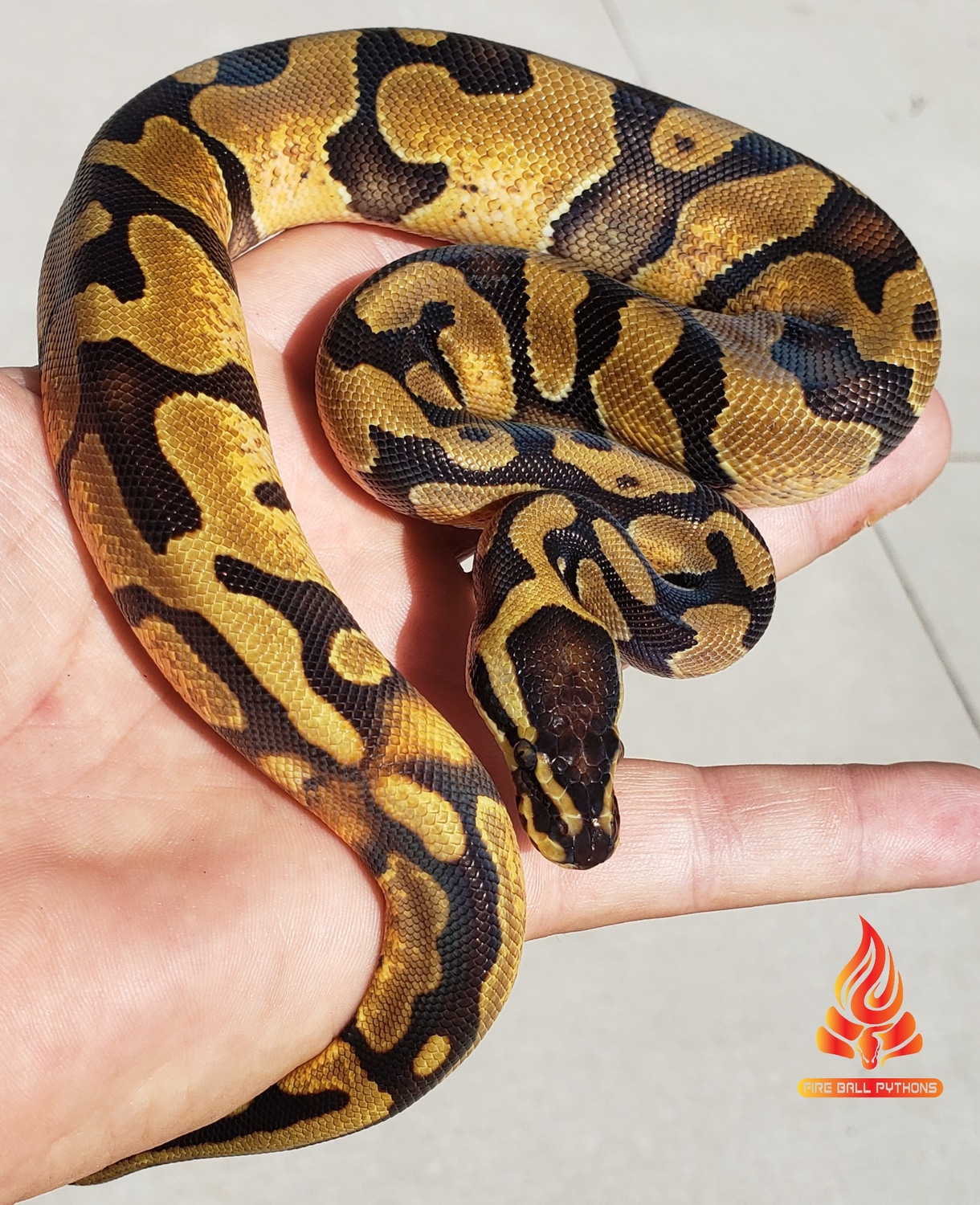 Enchi Dbl Het Dreamsicle 50% Het Ghost Ball Python by Fire Ball Pythons ...