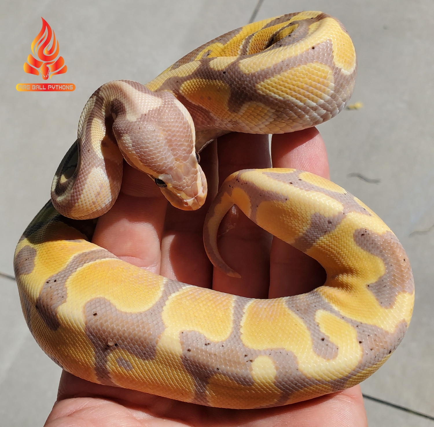 Coral Clow Blade Probable Mandarin (Poss Pastel) 100% Het Clown Ball ...