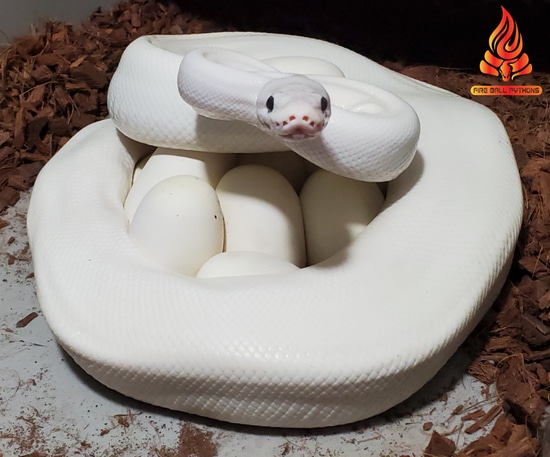 🔥Ivory Fire Ball Python by Fire Ball Pythons