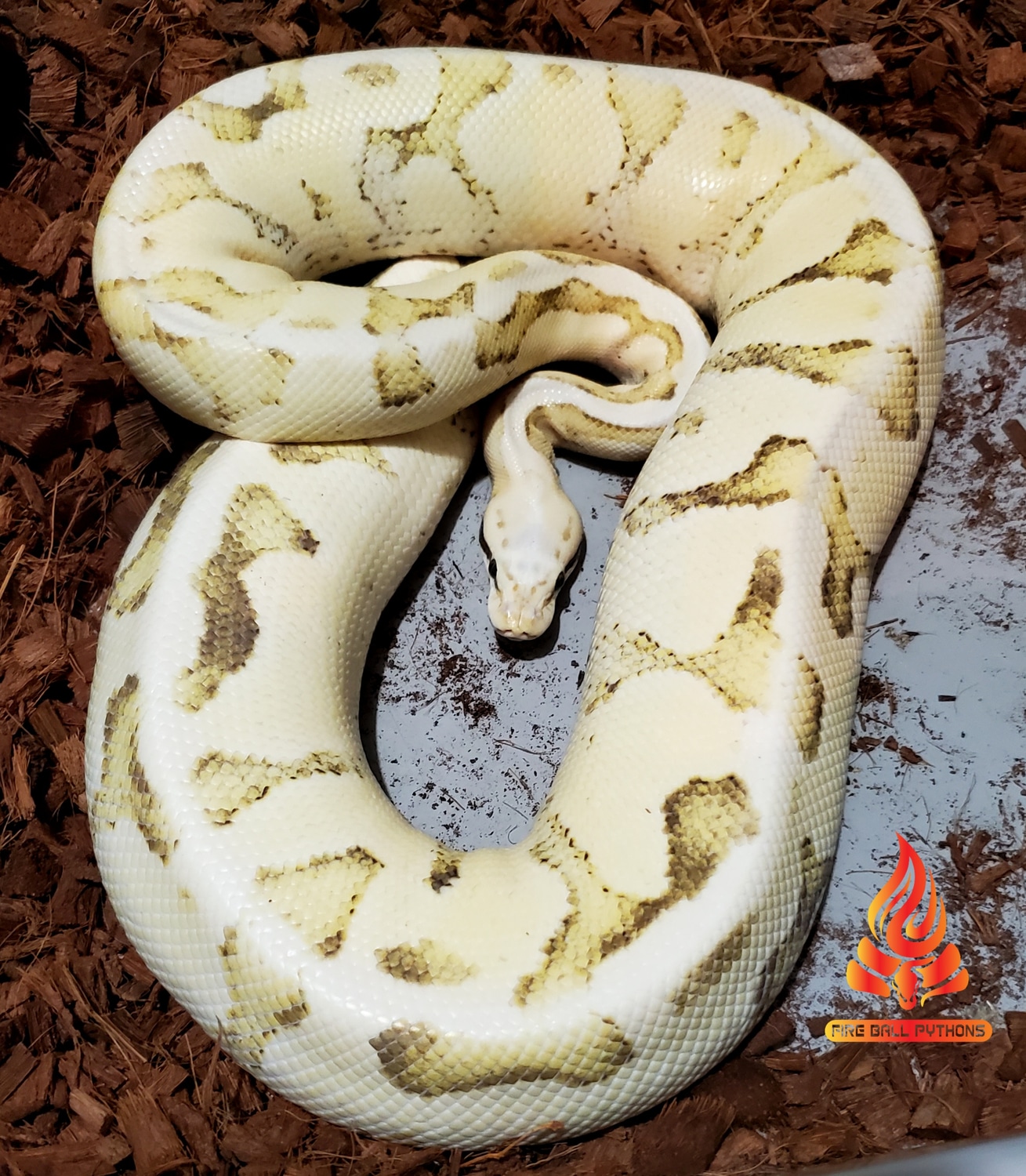 🔥Vanilla Scream Ball Python by Fire Ball Pythons - MorphMarket