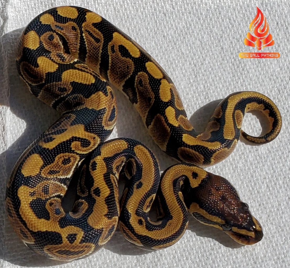 Dbl Het Clown Pied Ball Python by Fire Ball Pythons - MorphMarket
