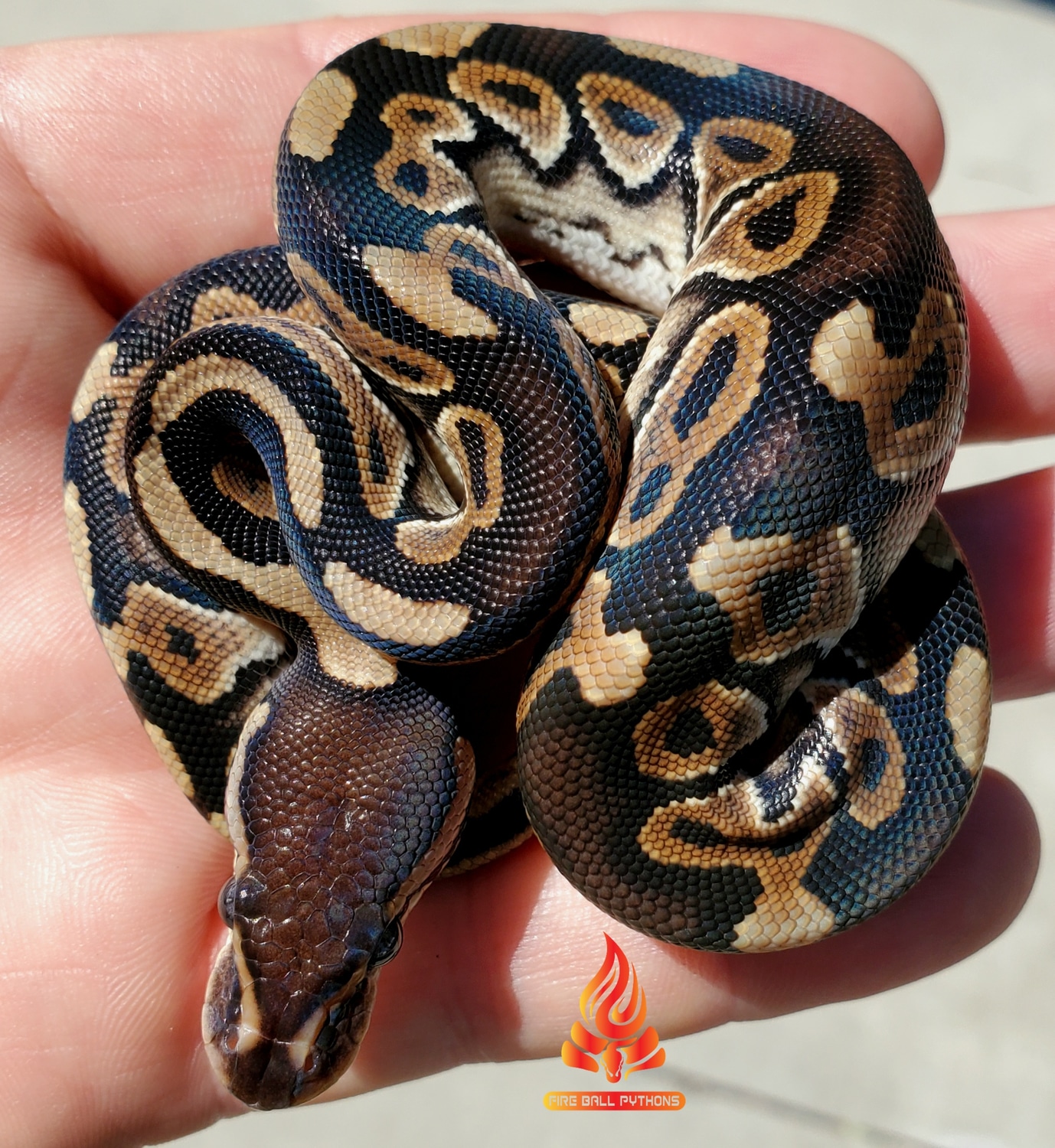 Chocolate Cinnamon Dbl Het Ultramel Clown Ball Python by Fire Ball ...