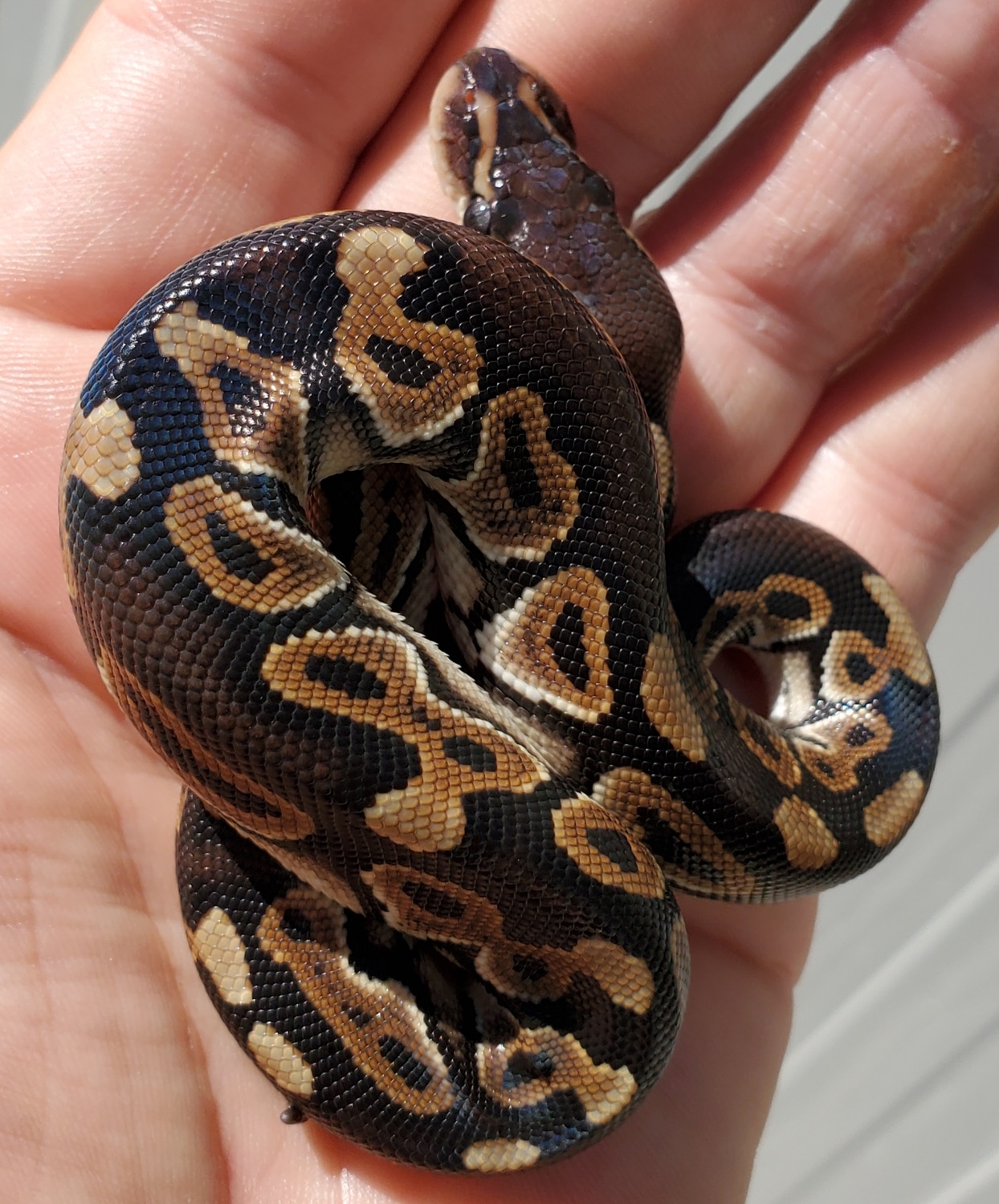 Chocolate Cinnamon Dbl Het Ultramel Clown Ball Python by Fire Ball ...