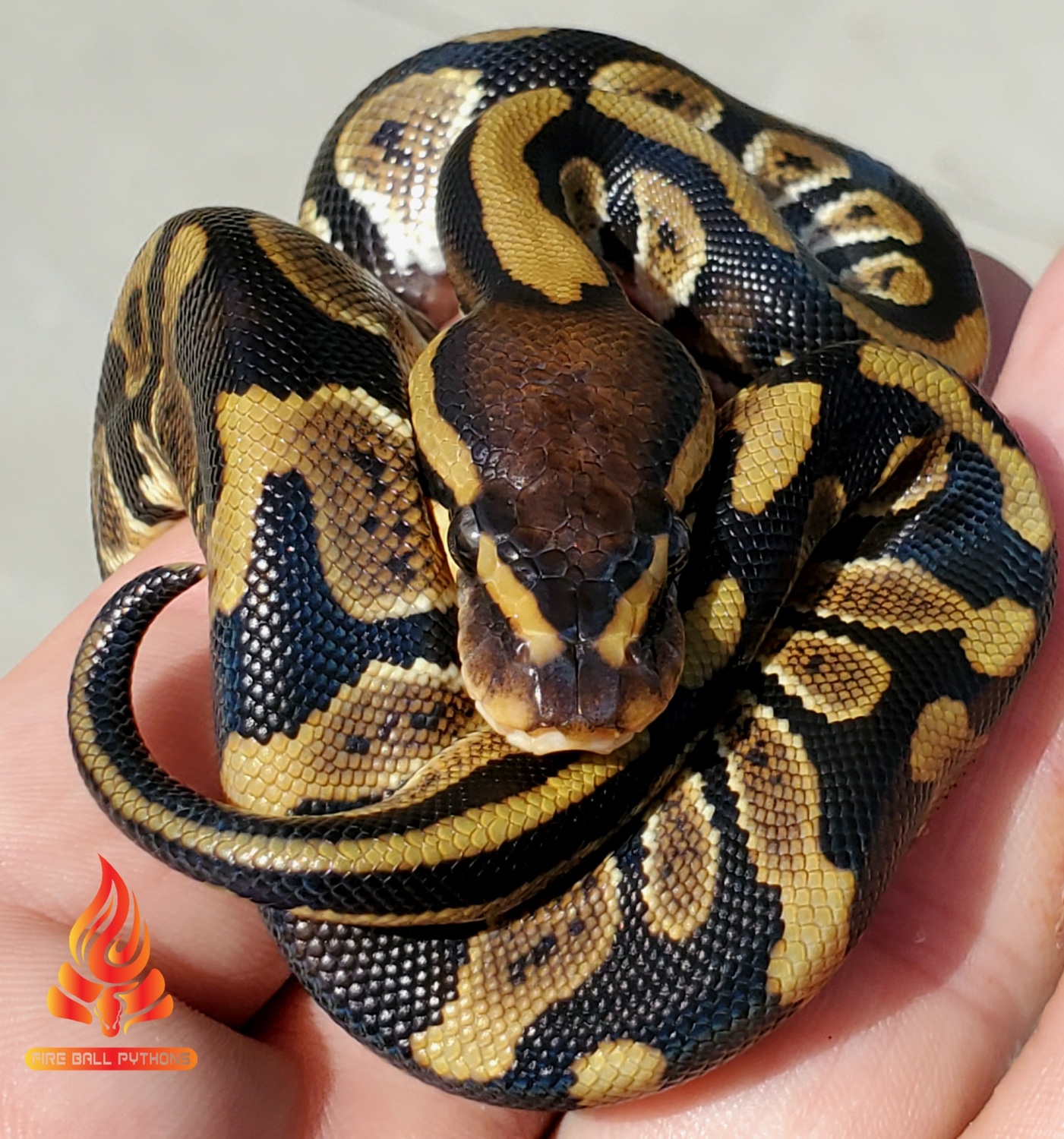 Chocolate Dbl Het Ultramel Clown Ball Python by Fire Ball Pythons ...