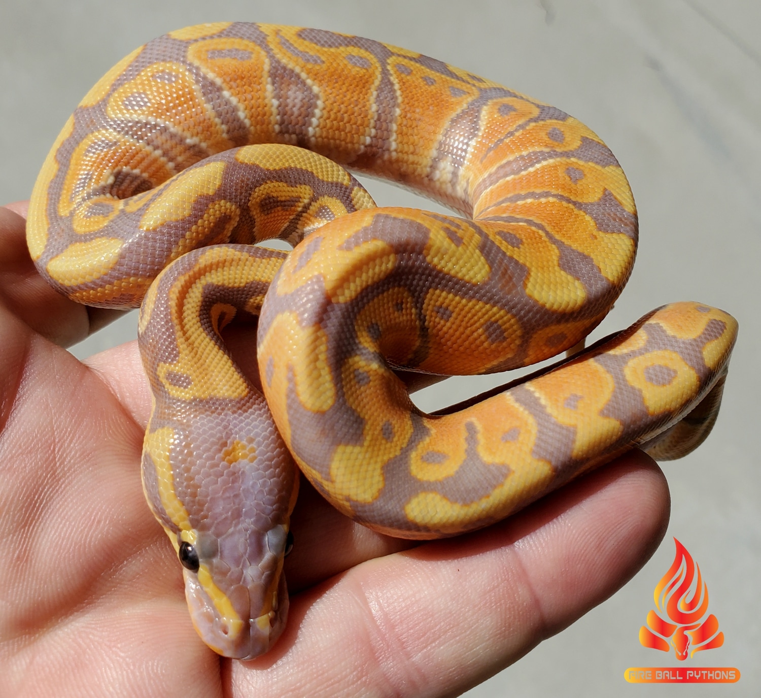 CG YB Dbl Het Clown Pied Ball Python by Fire Ball Pythons - MorphMarket