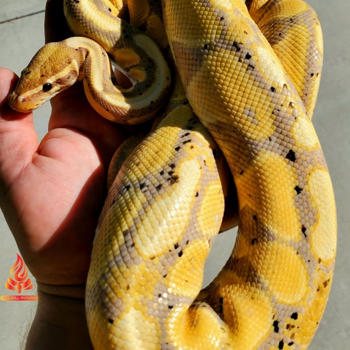 Fire Ball Pythons - MorphMarket
