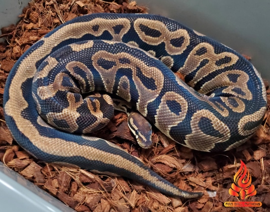 🔥Adult Leopard Female Ball Python by Fire Ball Pythons
