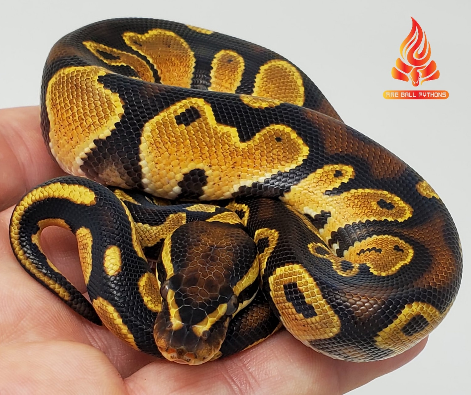 OD Asphalt Ball Python by Fire Ball Pythons - MorphMarket
