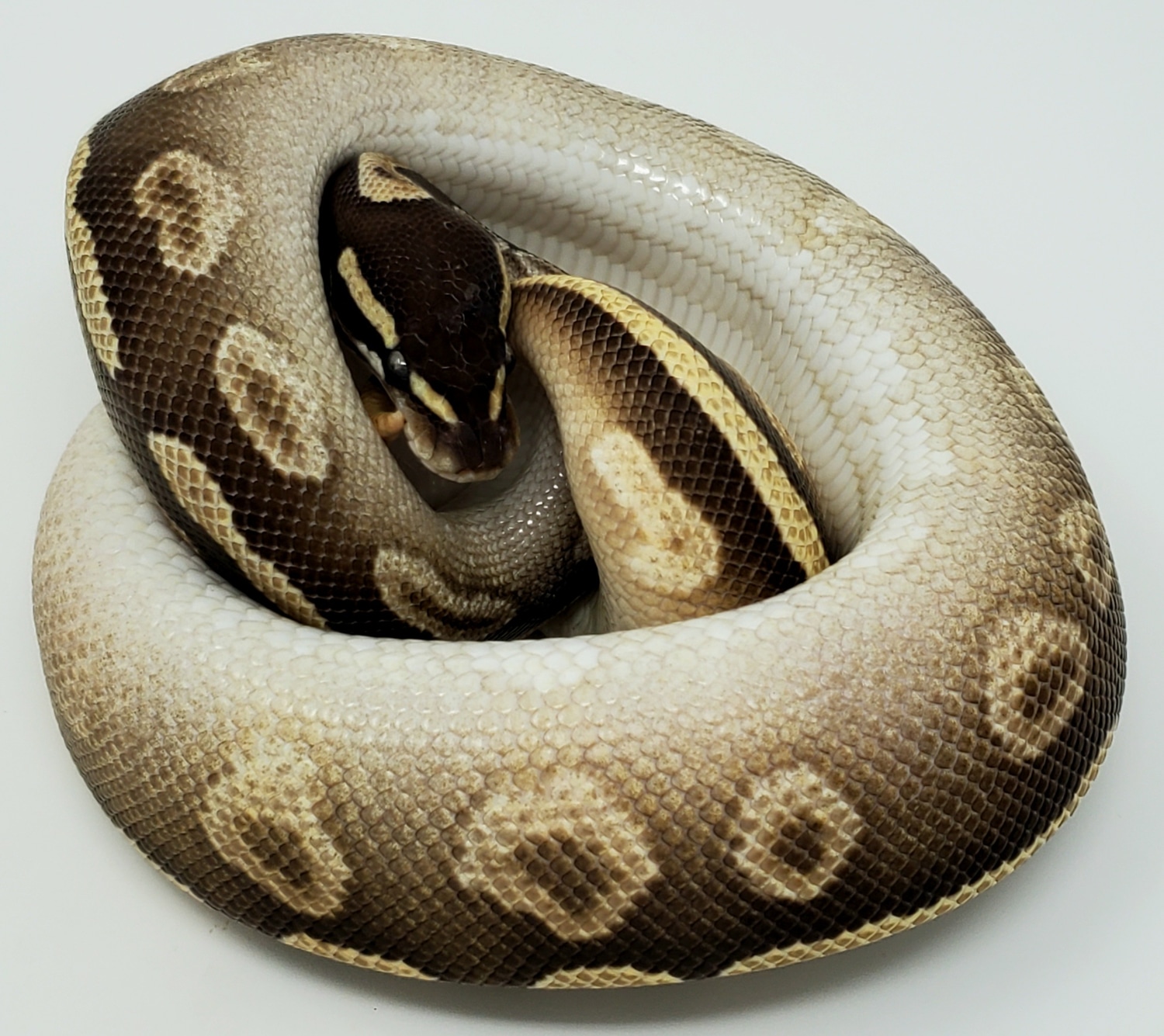 OD GHI Mojave Ball Python by Fire Ball Pythons - MorphMarket
